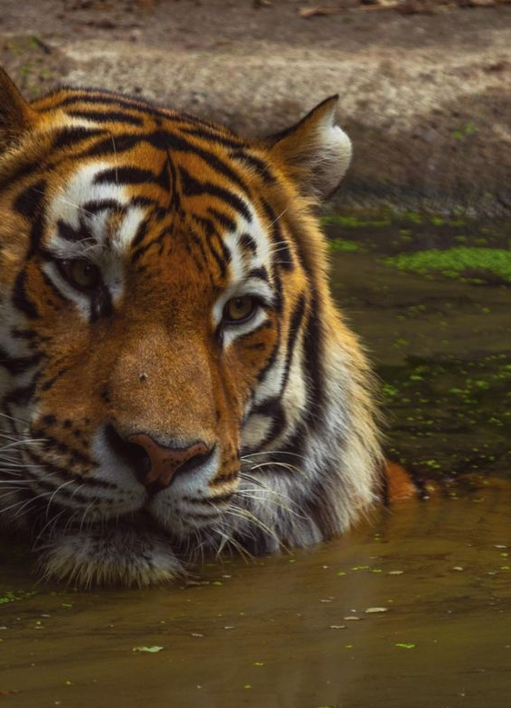 Vida terrestre - ODS 15